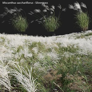 Grasses SketchUp Models for Download | TurboSquid