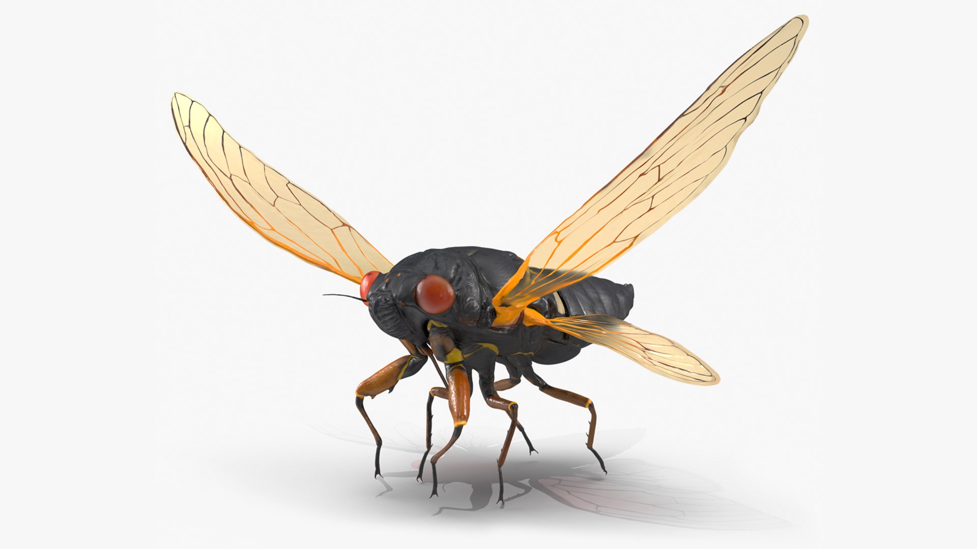 3D Magicicada Septendecim Pose Takeoff - TurboSquid 2051175