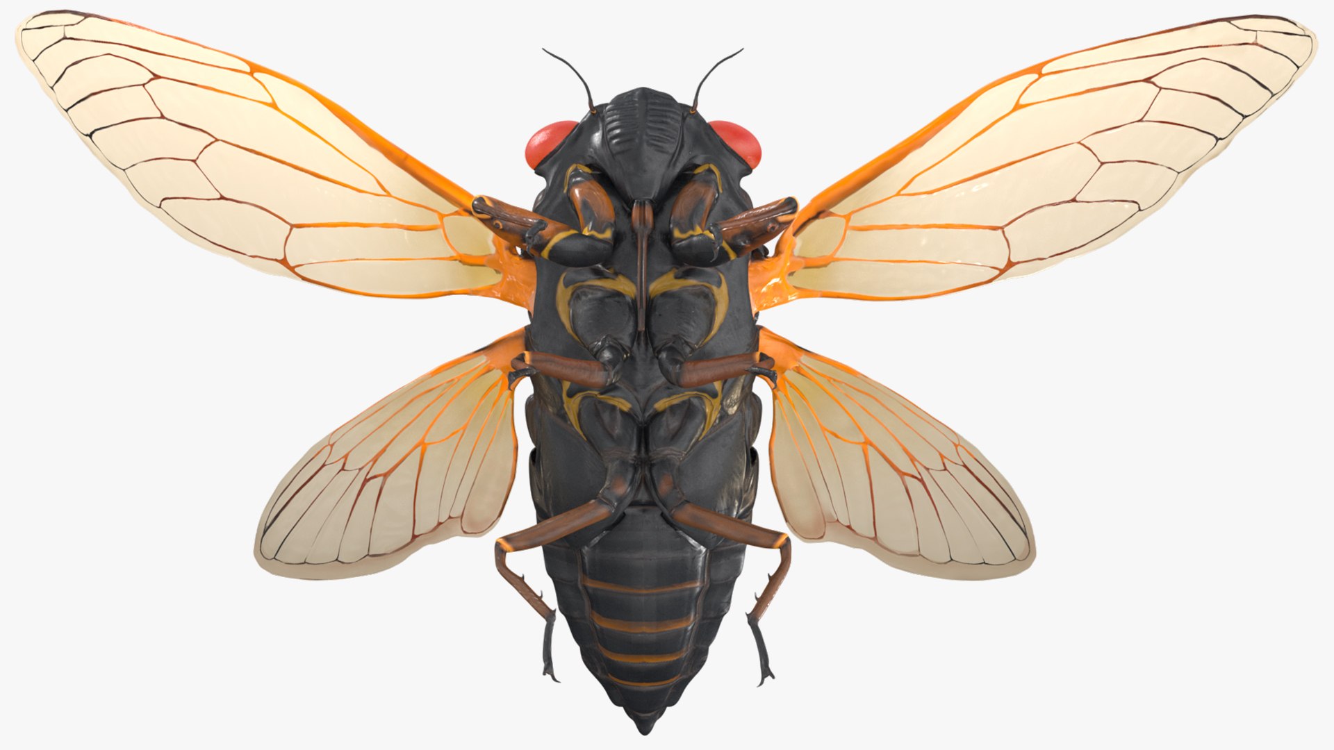 3D Magicicada Septendecim Pose Takeoff - TurboSquid 2051175