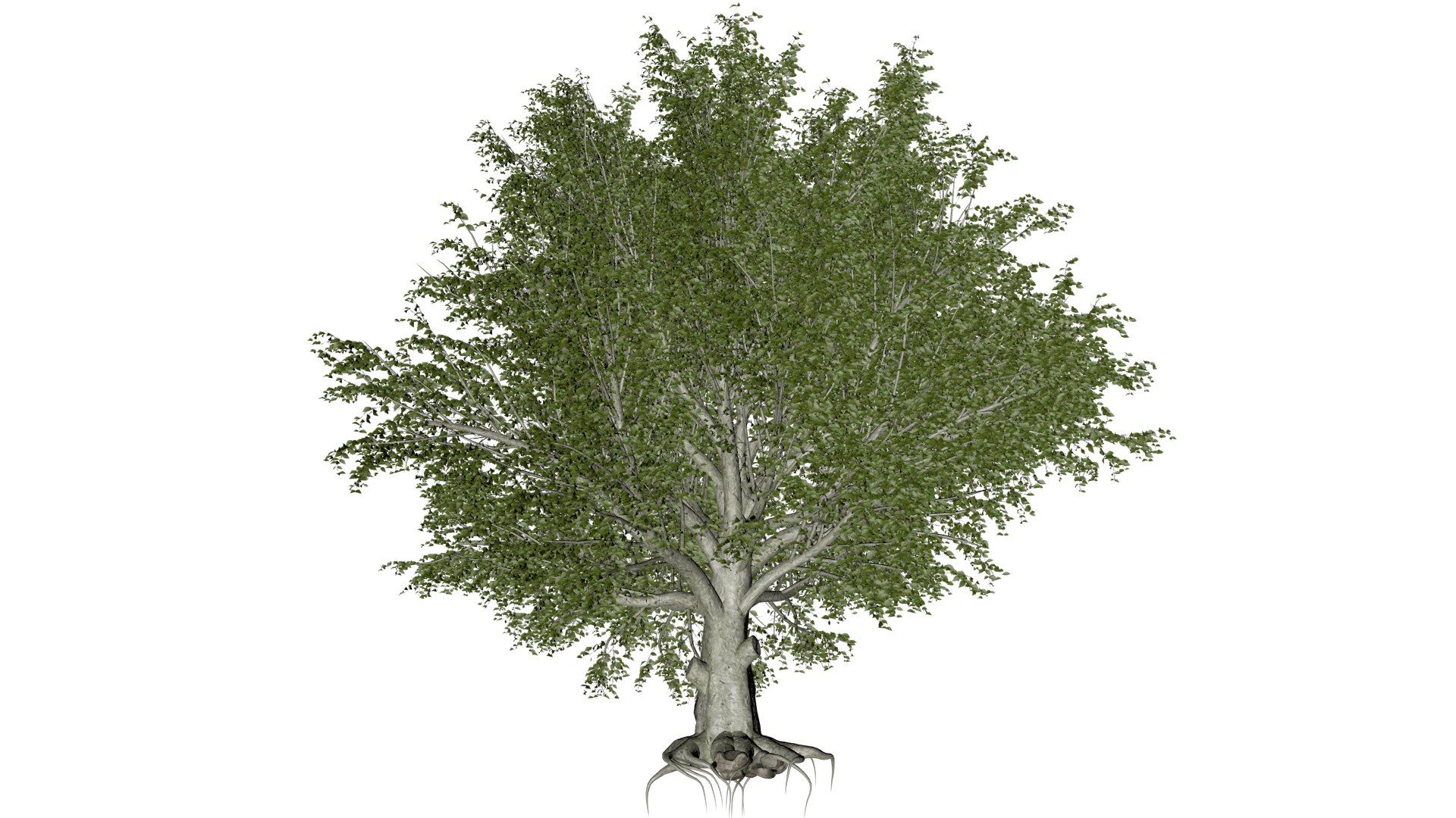 American Beech Tree - 04 - 3D Model - TurboSquid 2374275