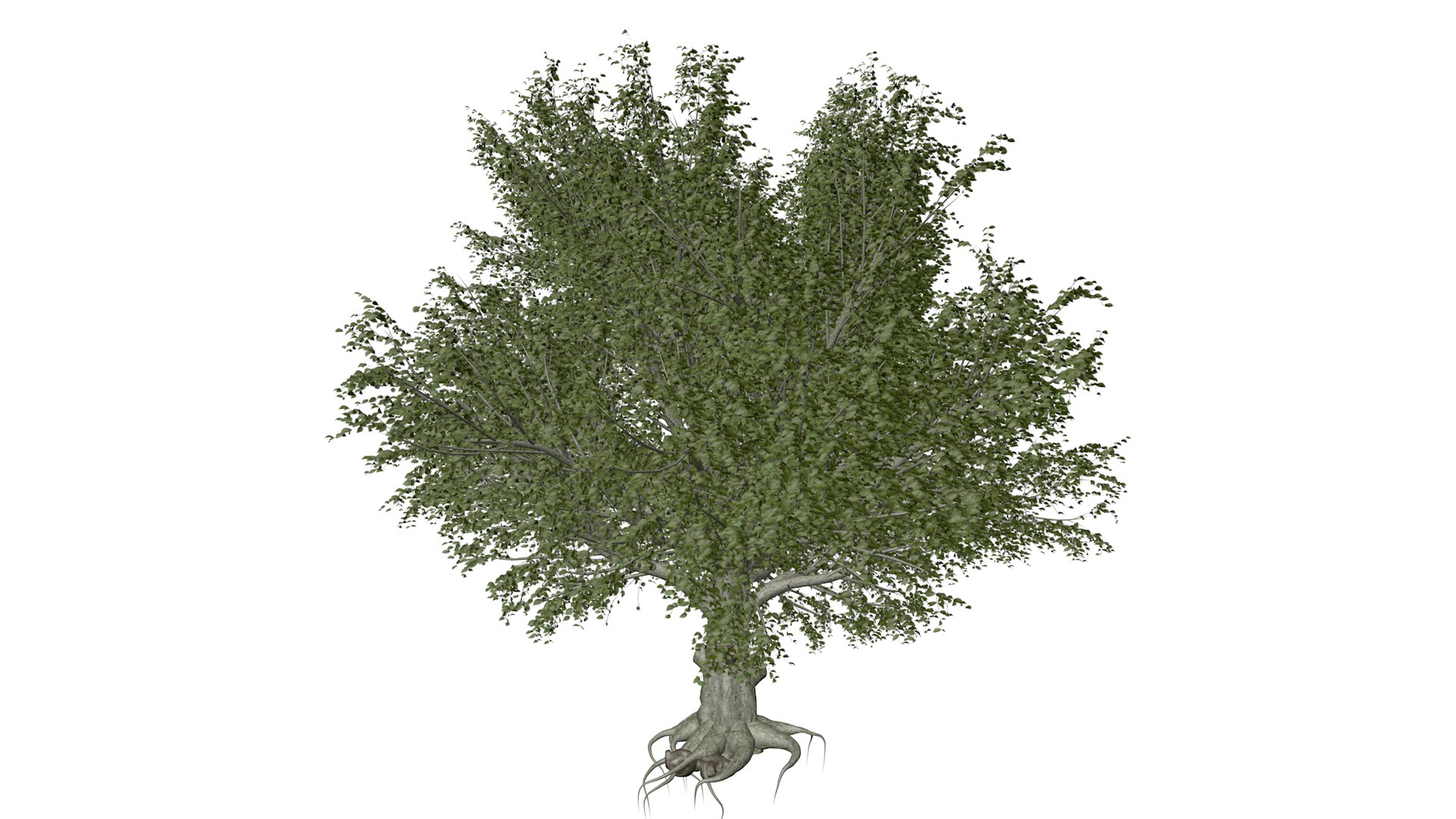 3D Model American Beech Tree Collection - TurboSquid 2378948