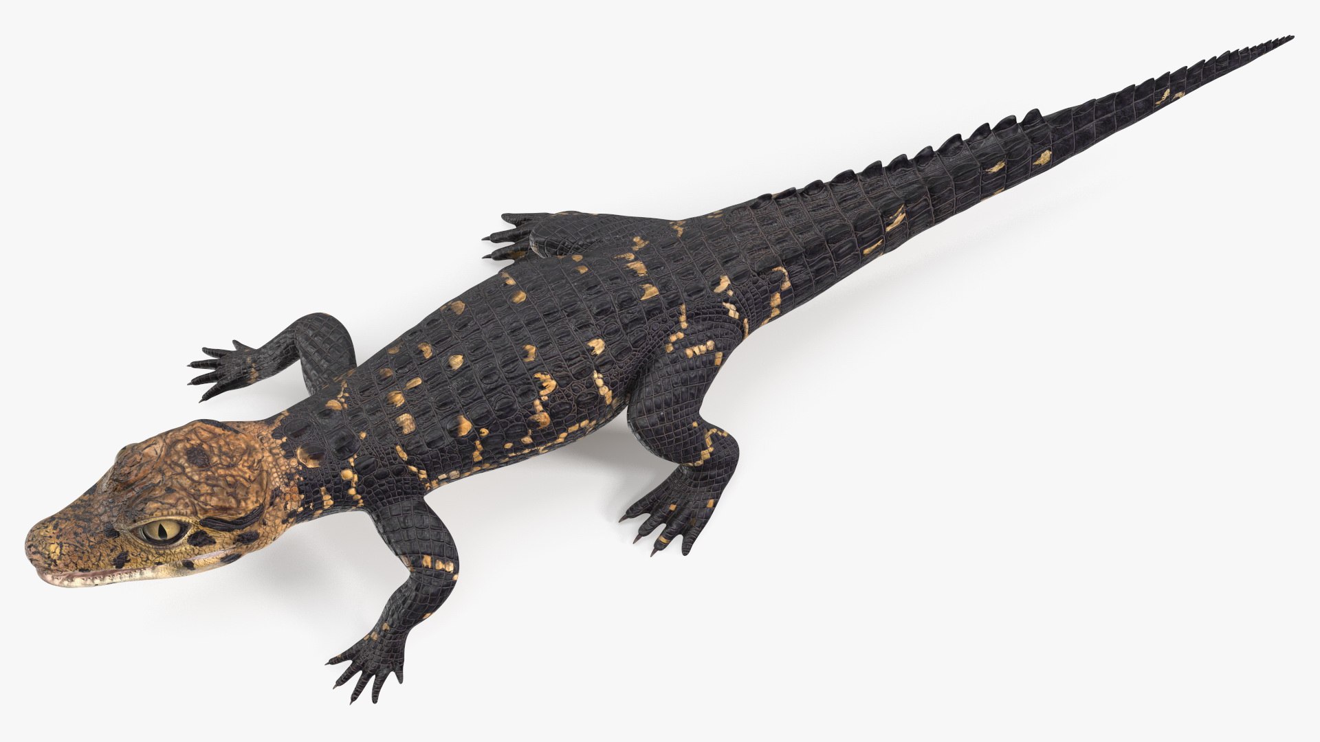 Black Caiman Baby 3D Model - TurboSquid 2212183