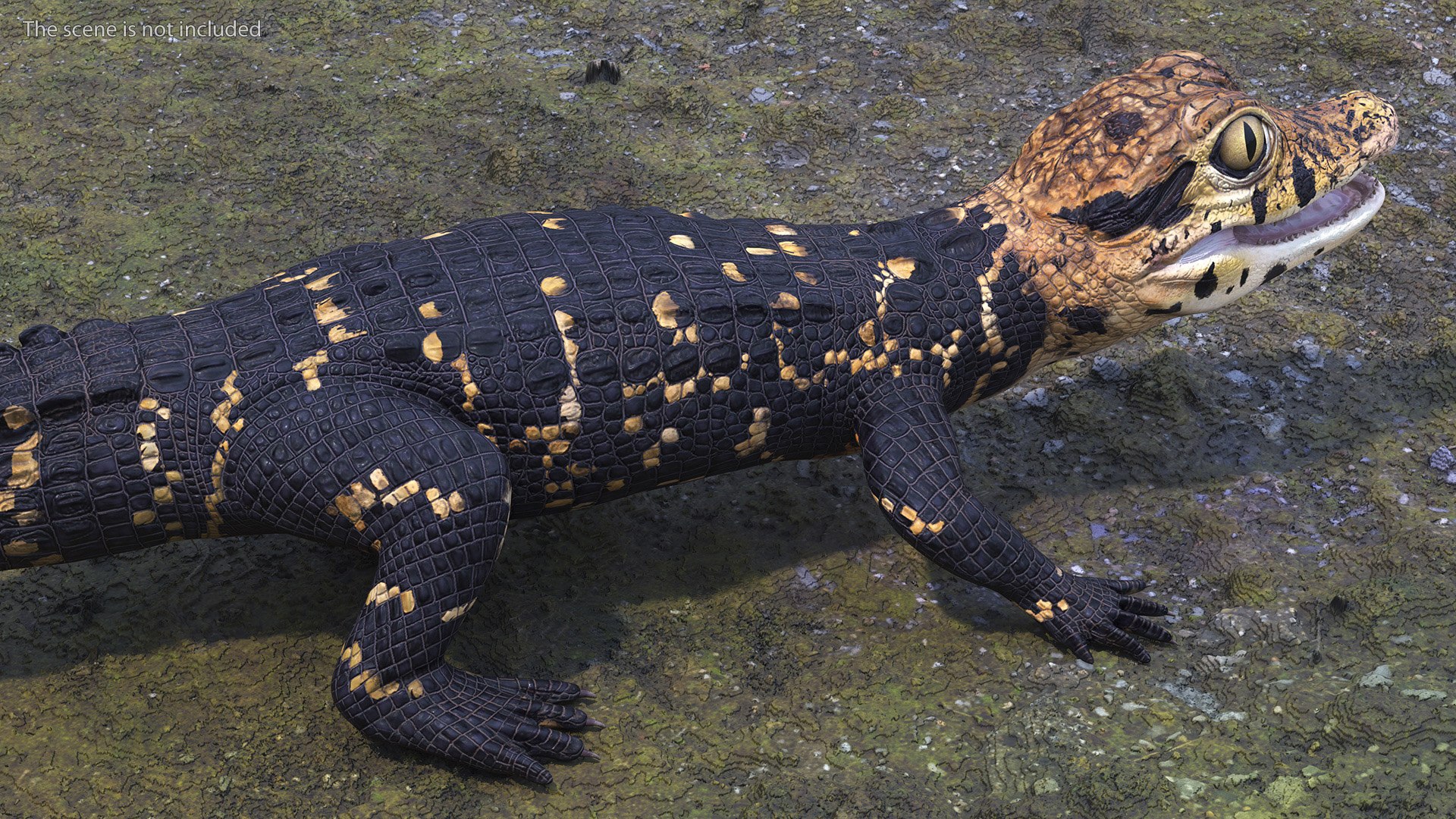 Black Caiman Baby 3D Model - TurboSquid 2212183