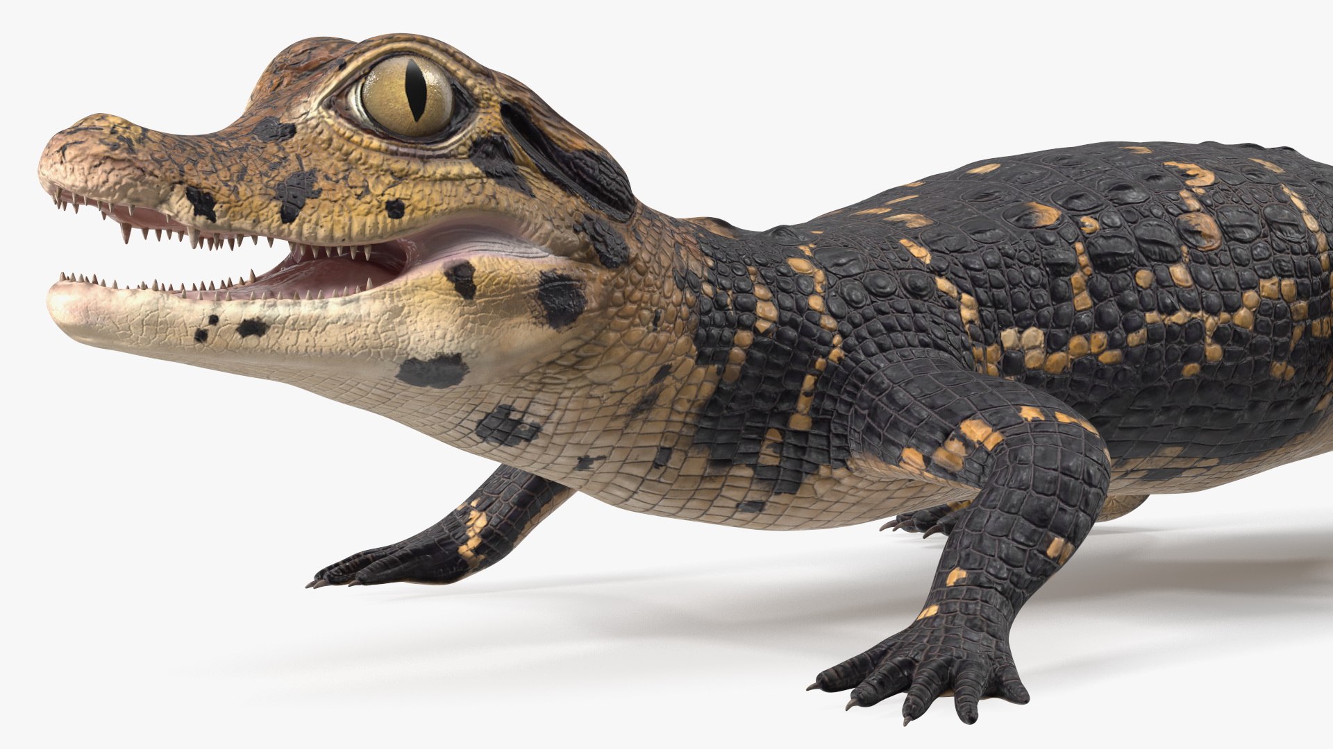 Black Caiman Baby 3D Model - TurboSquid 2212183