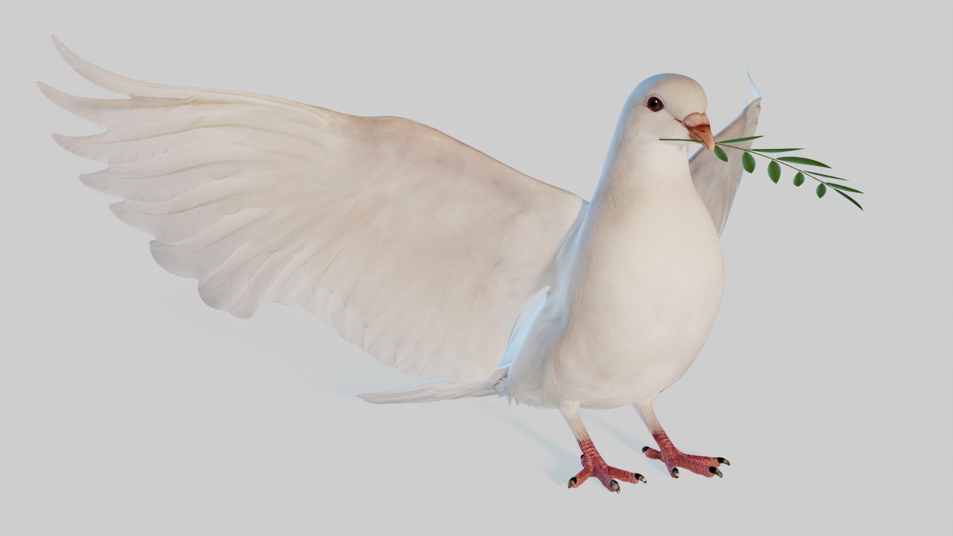 3D Dove Animated Model - TurboSquid 2327554