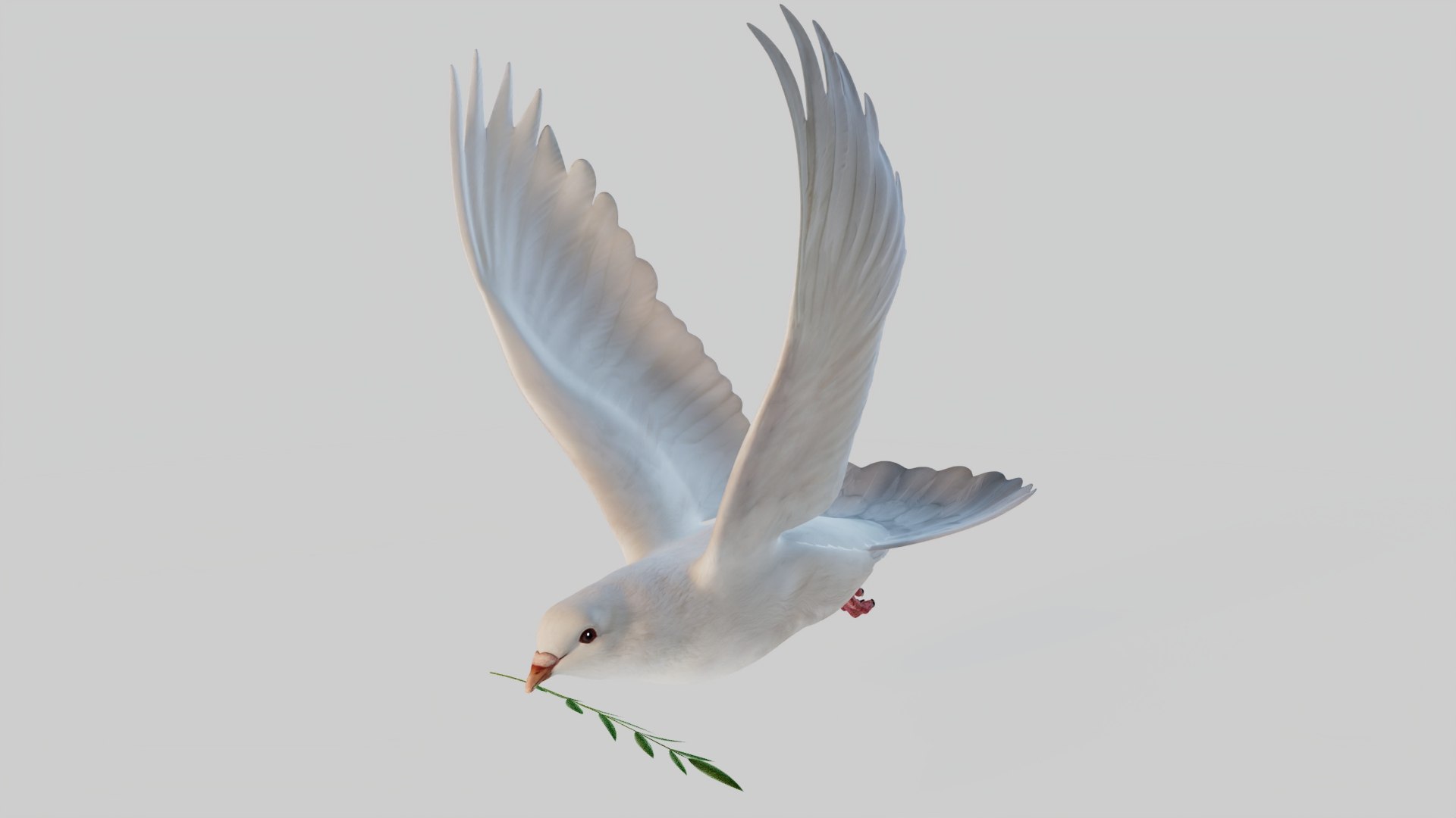 3D Dove Animated Model - TurboSquid 2327554