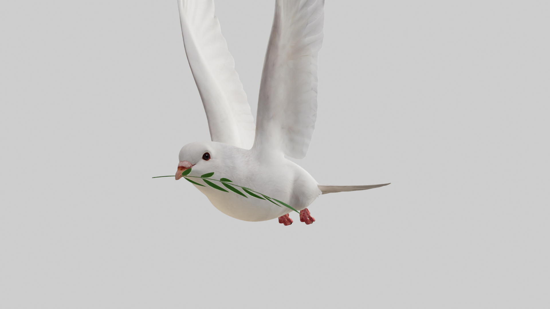 3D Dove Animated Model - TurboSquid 2327554