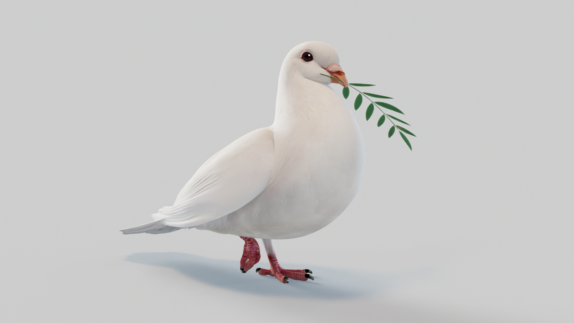 3D Dove Animated Model - TurboSquid 2327554
