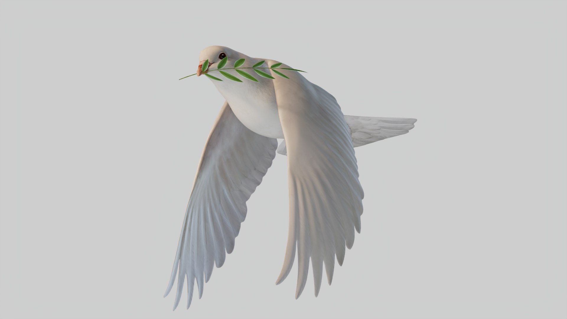 3D Dove Animated Model - TurboSquid 2327554