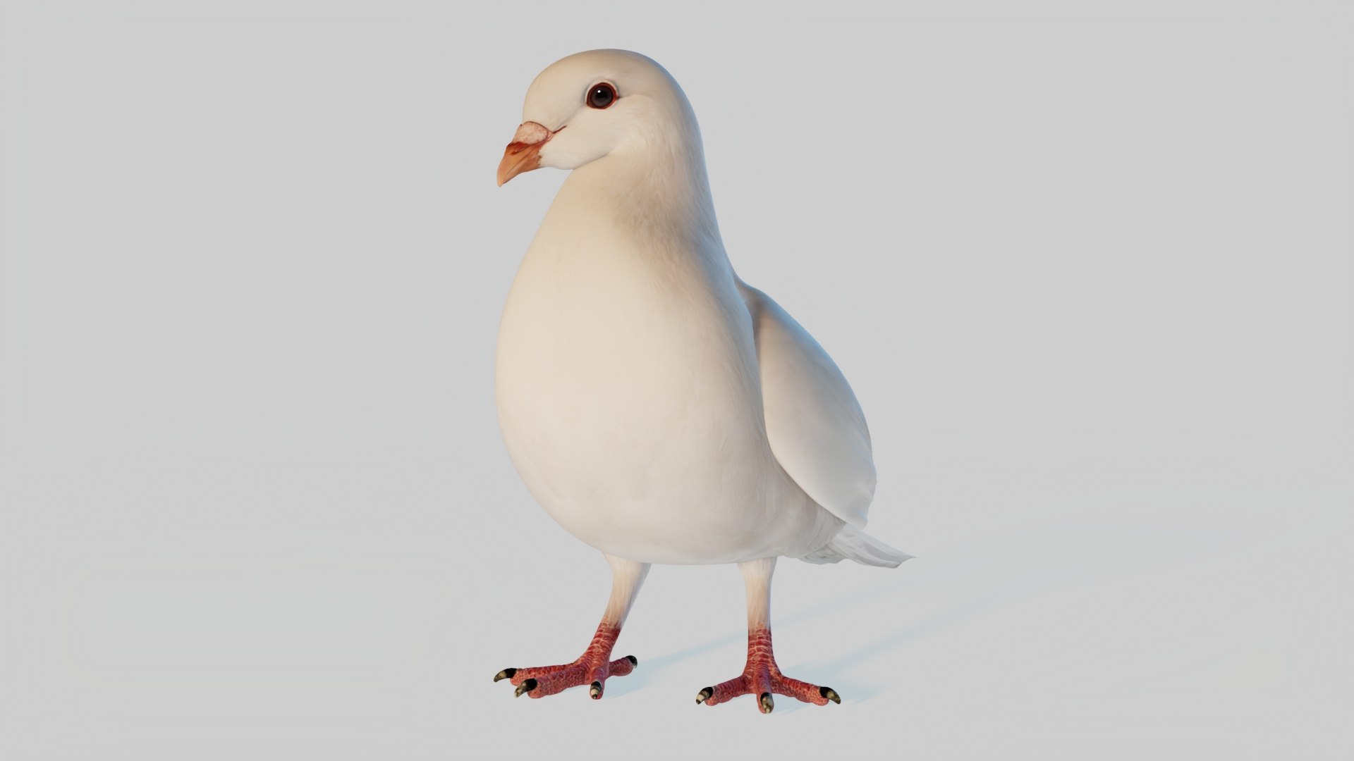 3D Dove Animated Model - TurboSquid 2327554