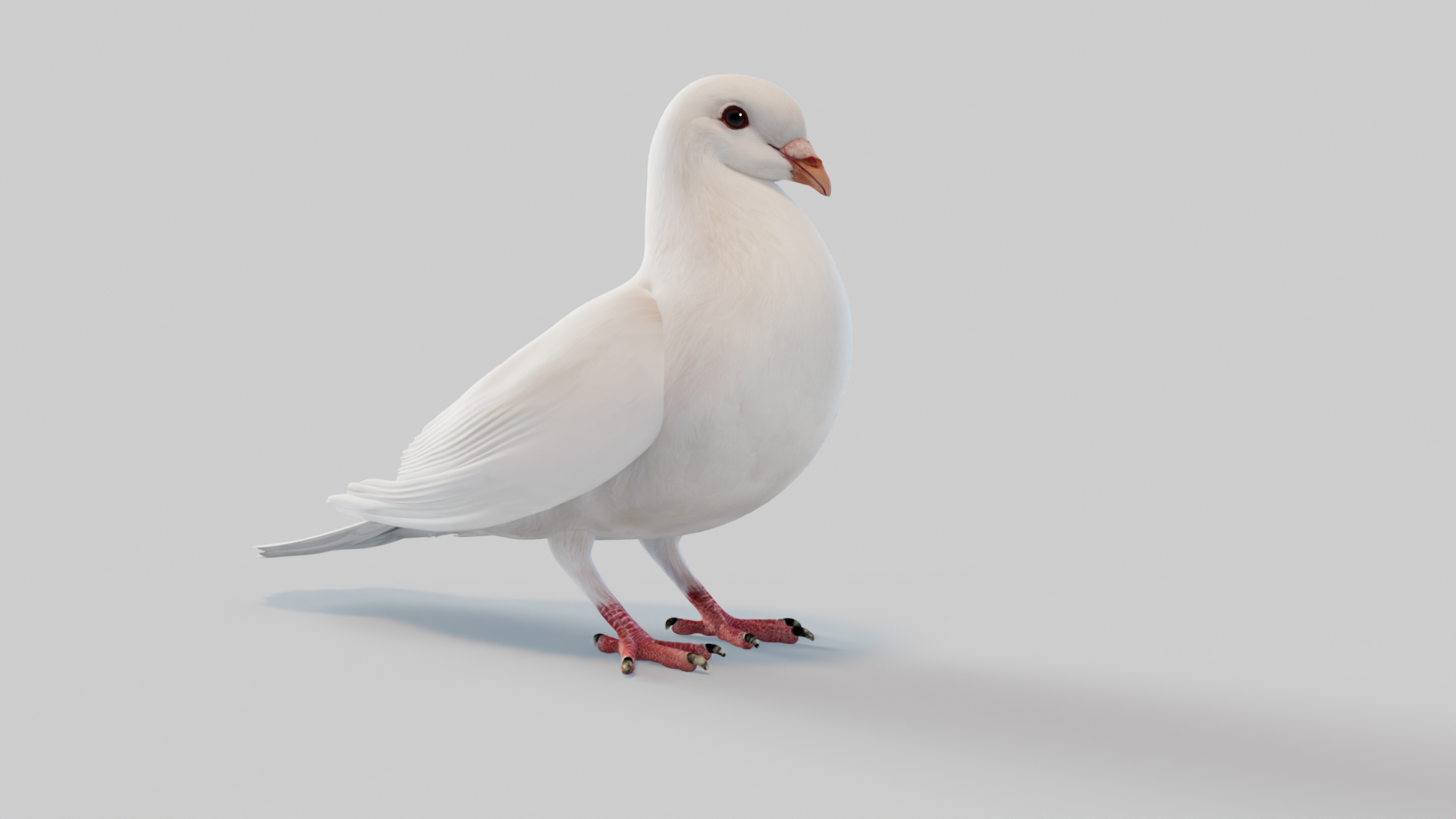 3D Dove Animated Model - TurboSquid 2327554