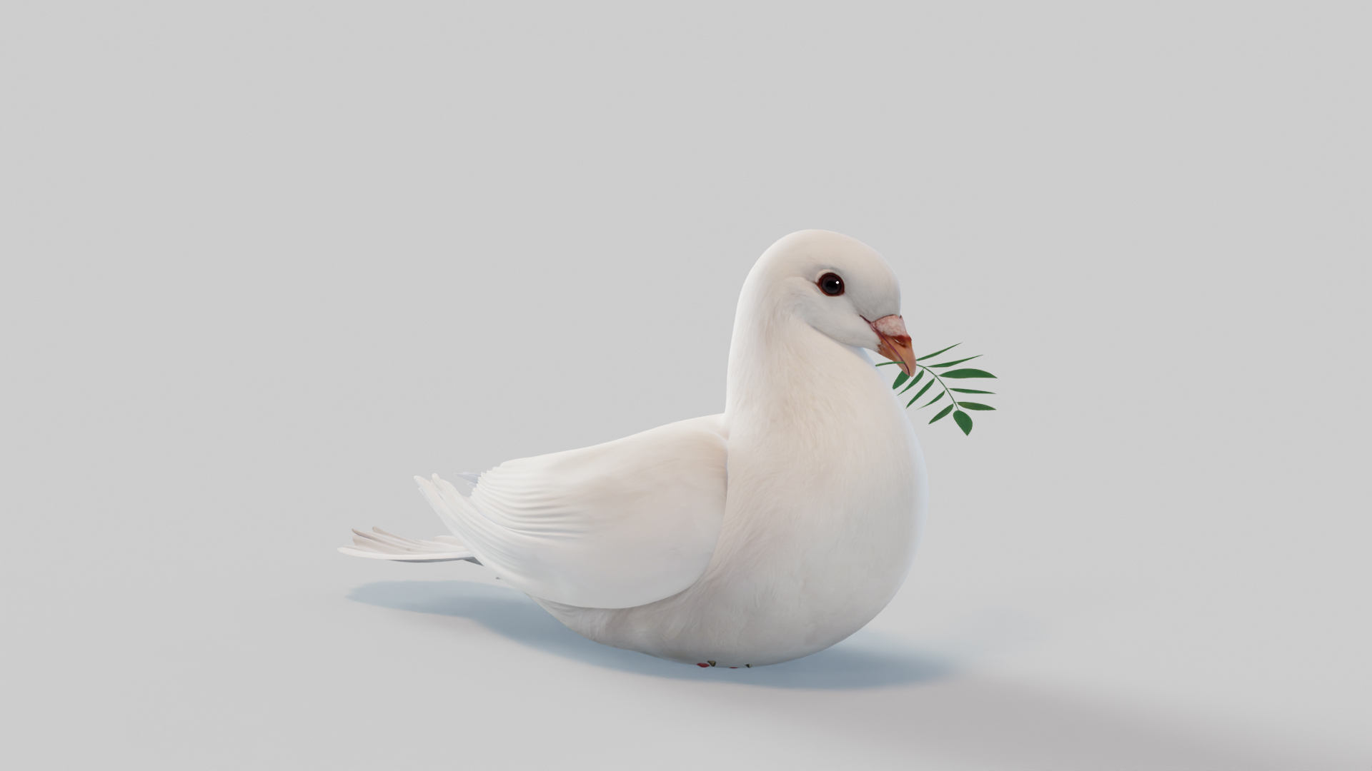 3D Dove Animated Model - TurboSquid 2327554
