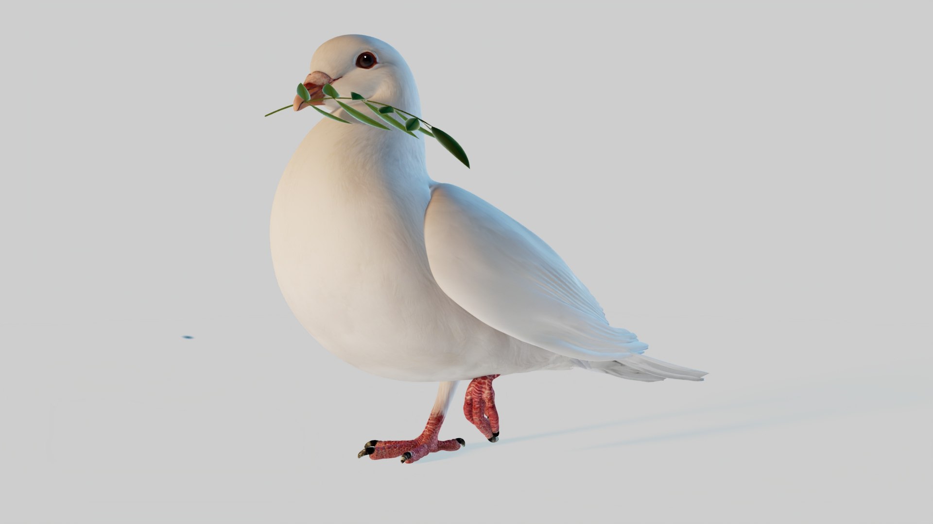 3D Dove Animated Model - TurboSquid 2327554