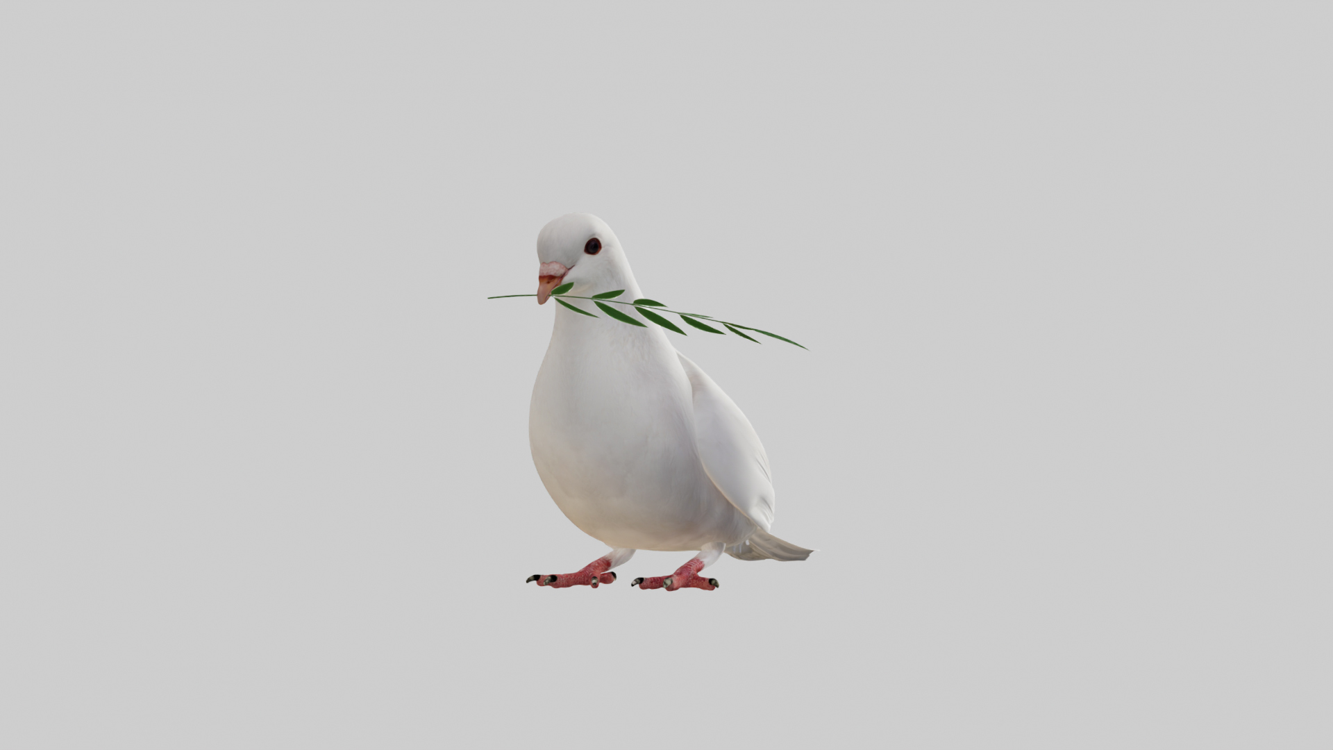 3D Dove Animated Model - TurboSquid 2327554