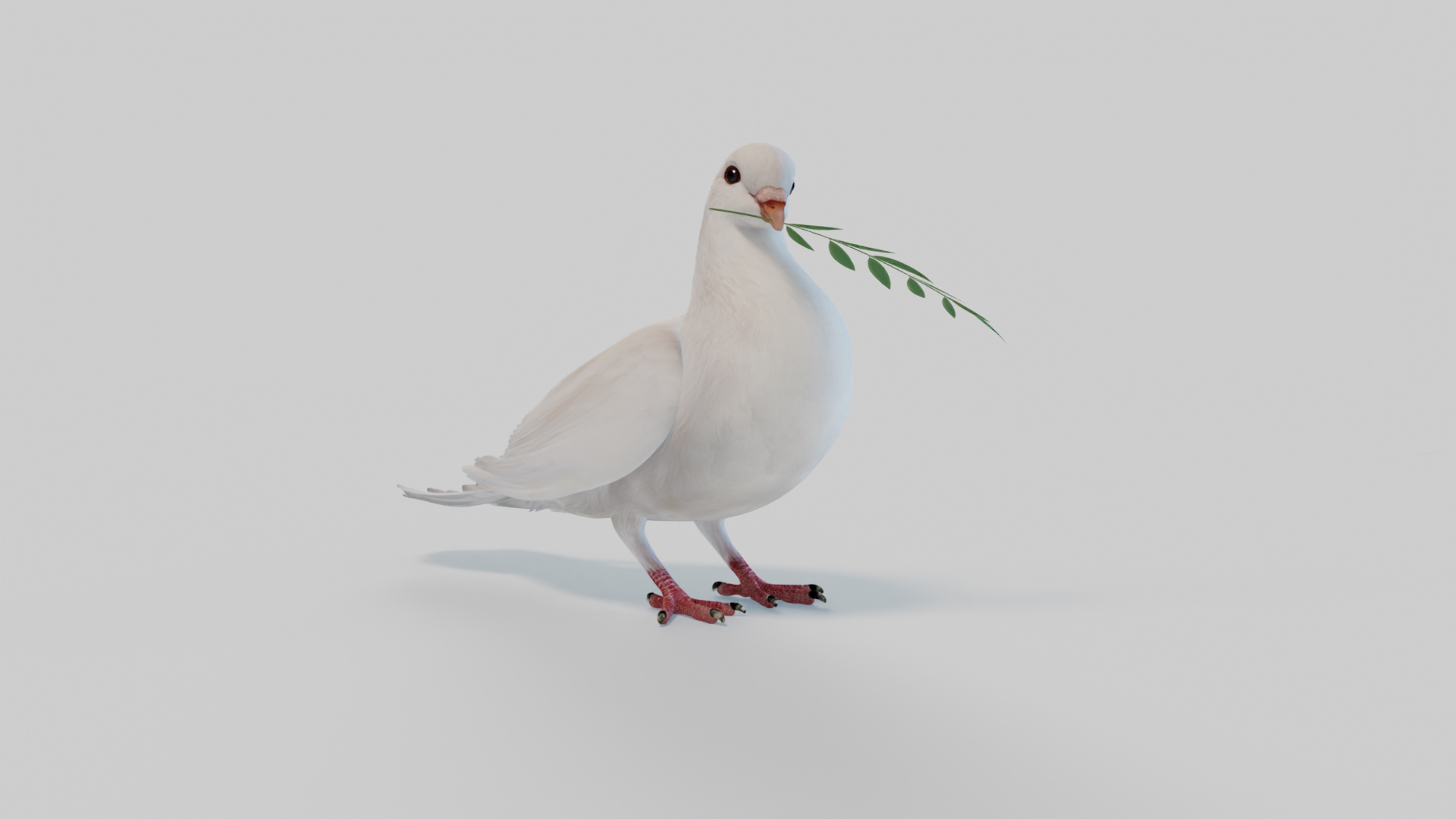 3D Dove Animated Model - TurboSquid 2327554