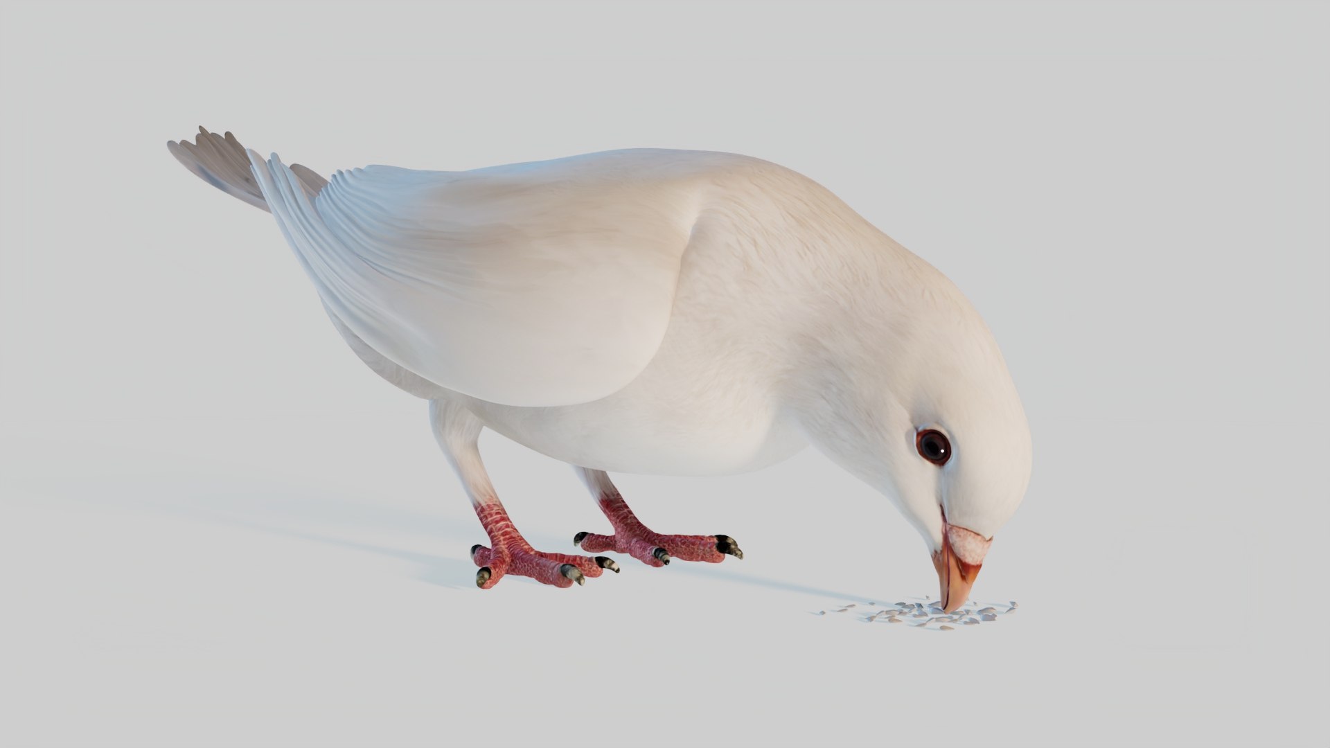 3D Dove Animated Model - TurboSquid 2327554