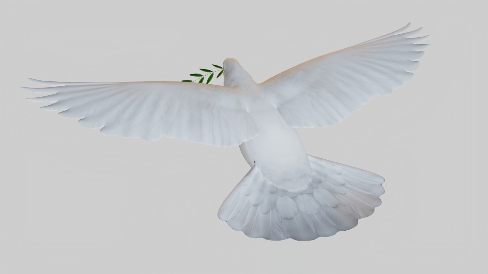 3D Dove Animated Model - TurboSquid 2327554