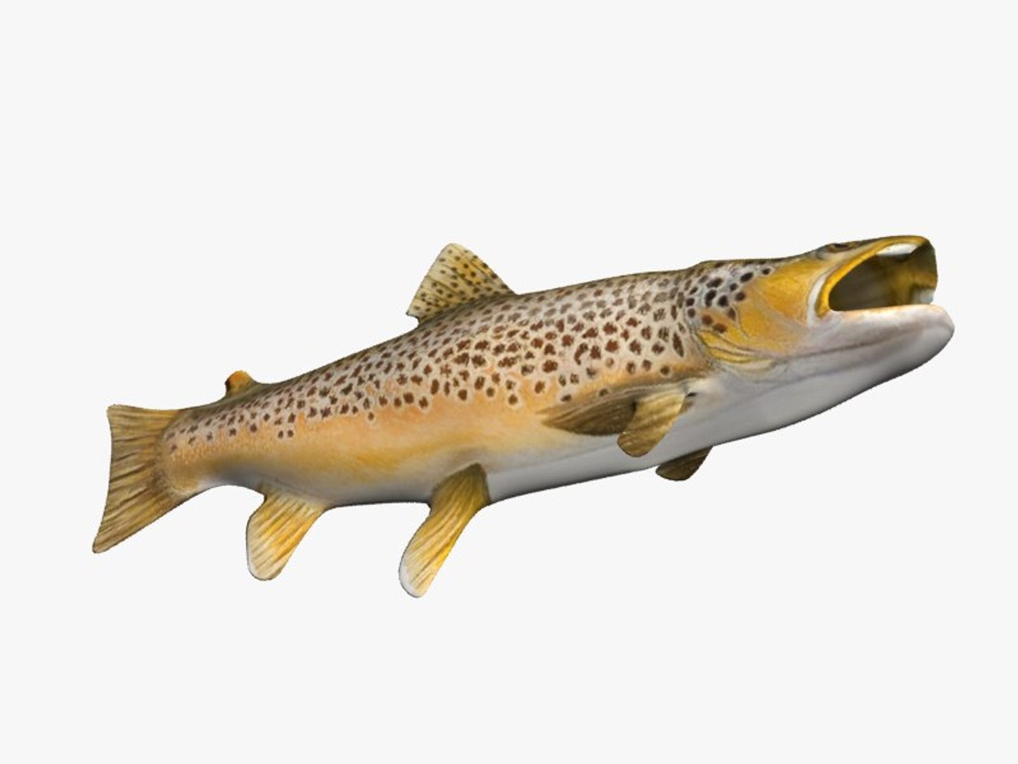 3d Trout Fish