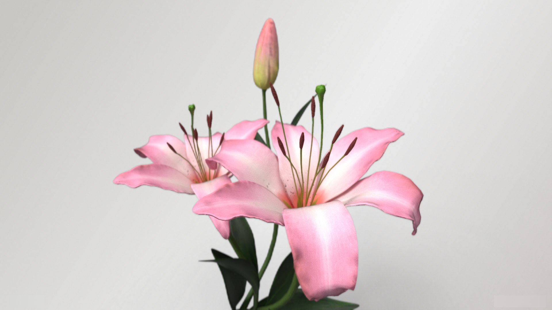 3D Model Pink Lilies - TurboSquid 2277315