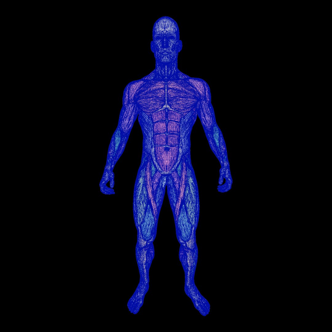 3D Lat Pulldown - TurboSquid 2228690