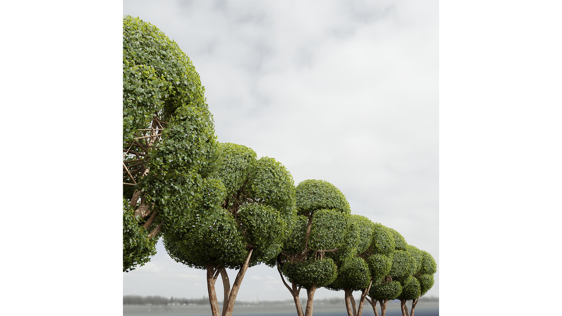 New Plant Ficus Concinna Bonsai Pruned16 3D Model - TurboSquid 2204716