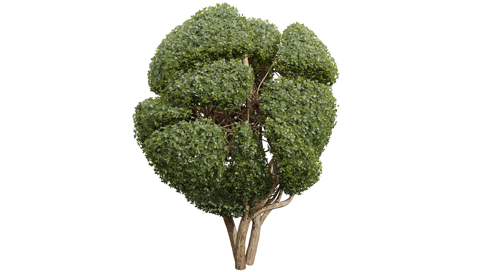 New Plant Ficus Concinna Bonsai Pruned16 3D Model - TurboSquid 2204716