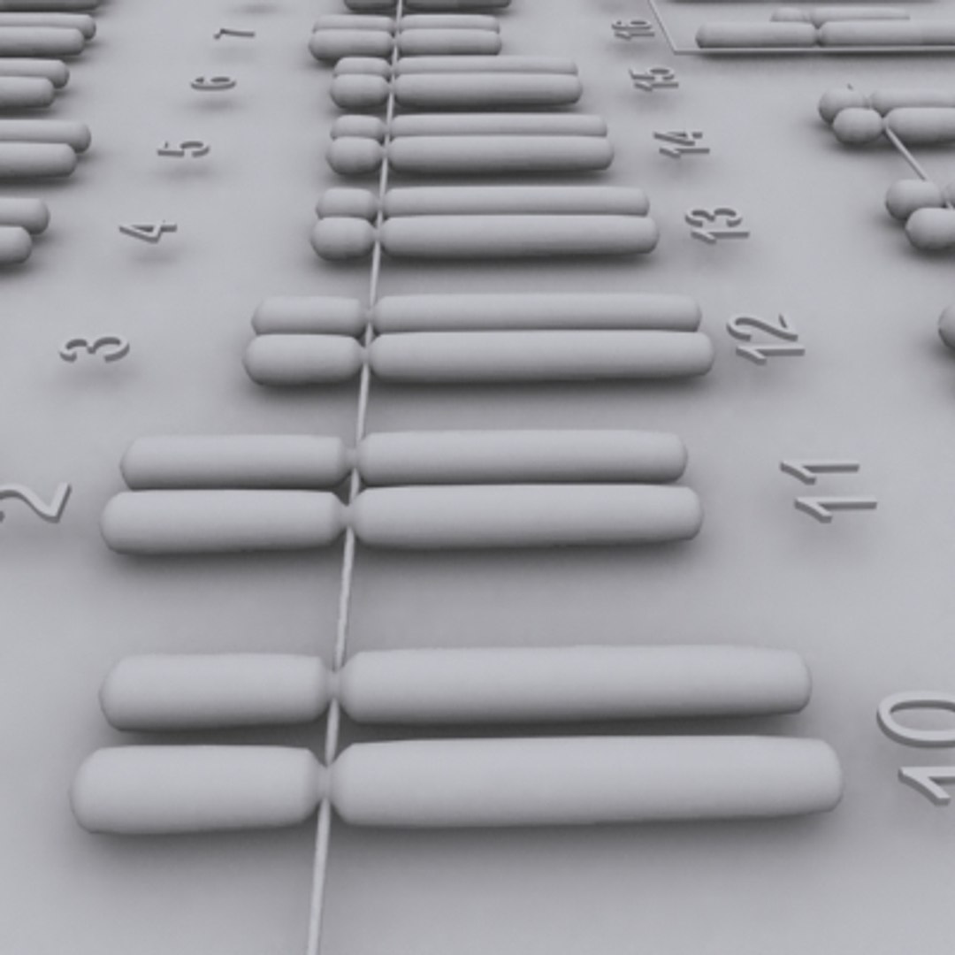 human chromosome diagram 3d model