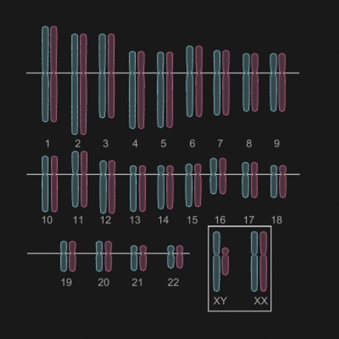 human chromosome diagram 3d model