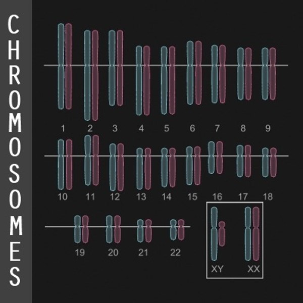 modelo 3d Diagrama de cromosomas - TurboSquid 550953