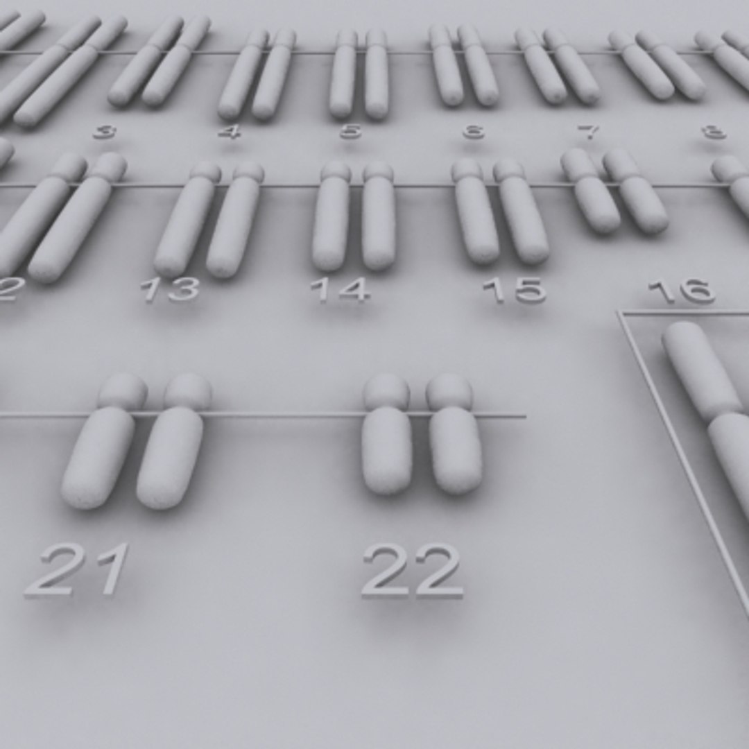 human chromosome diagram 3d model