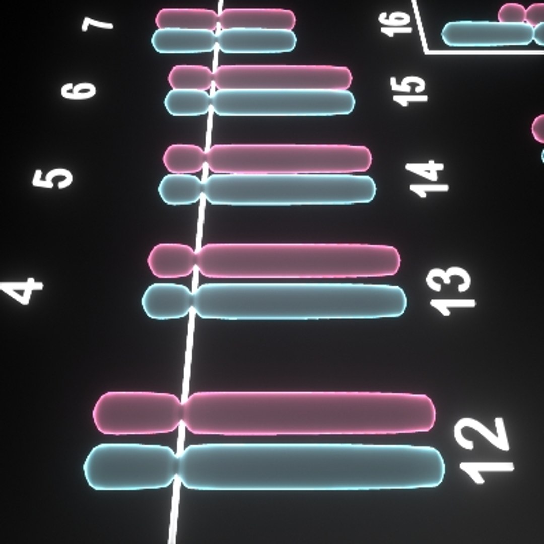 human chromosome diagram 3d model
