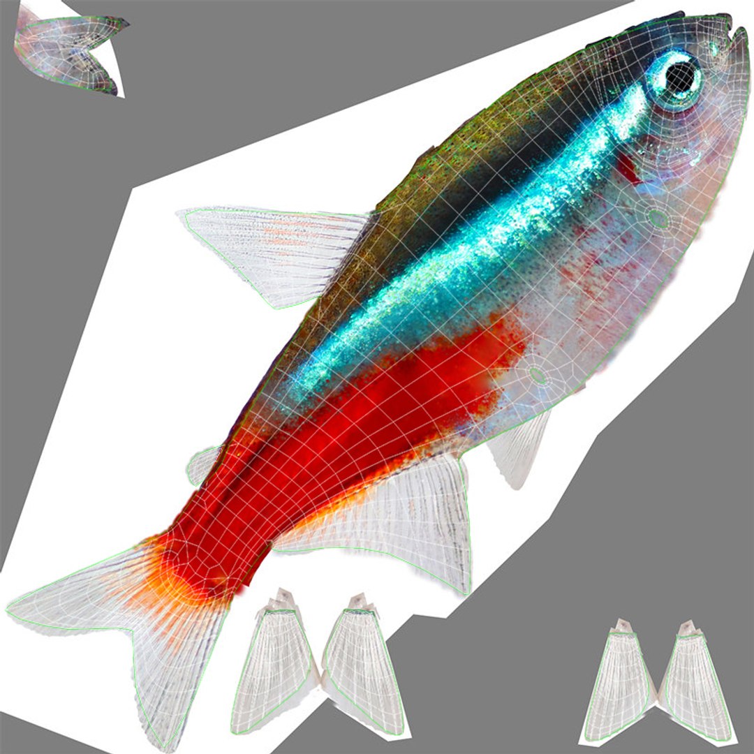 Neon Tetra Fish Animation 3D Model - TurboSquid 1326595
