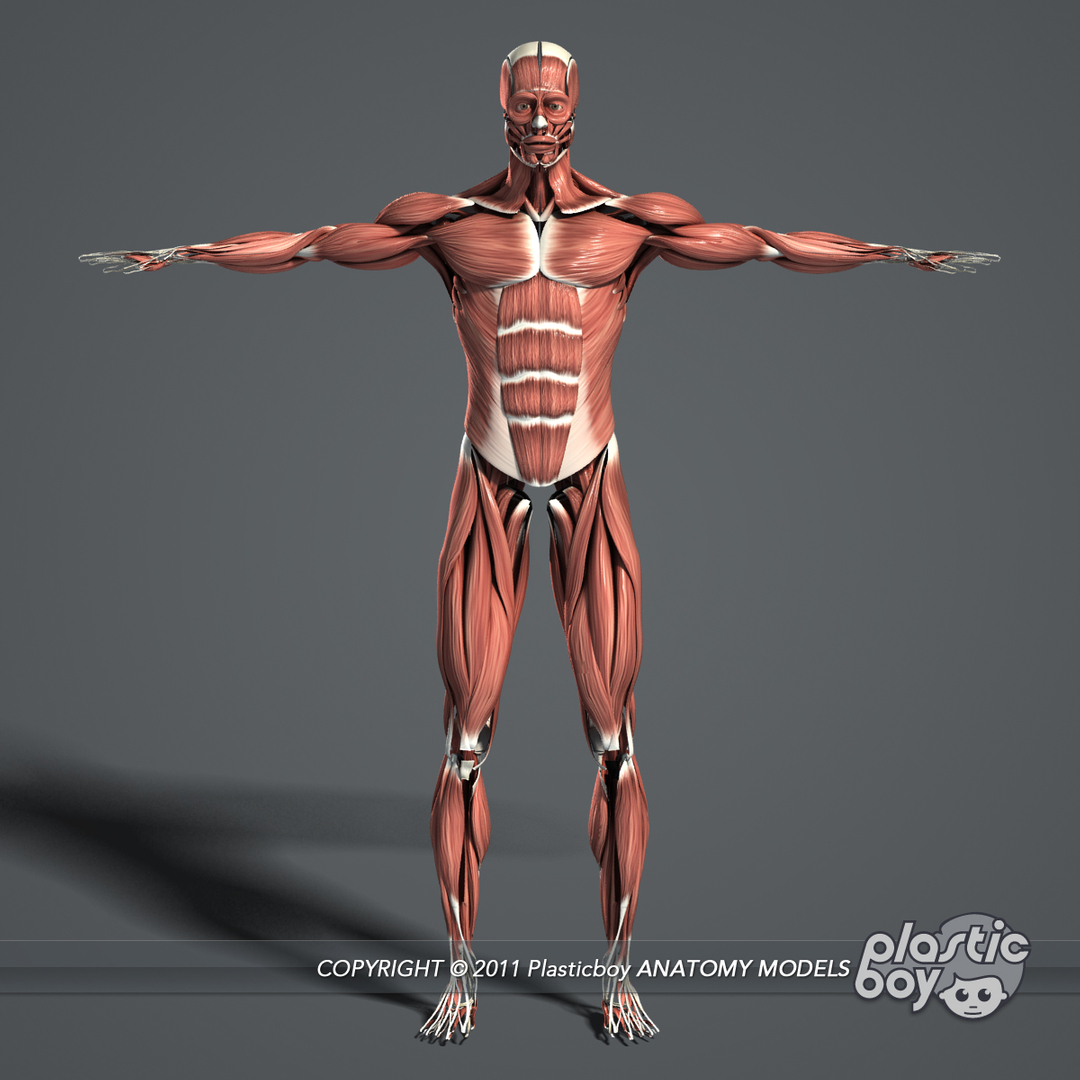 Maya Rigged Male Muscular Anatomy
