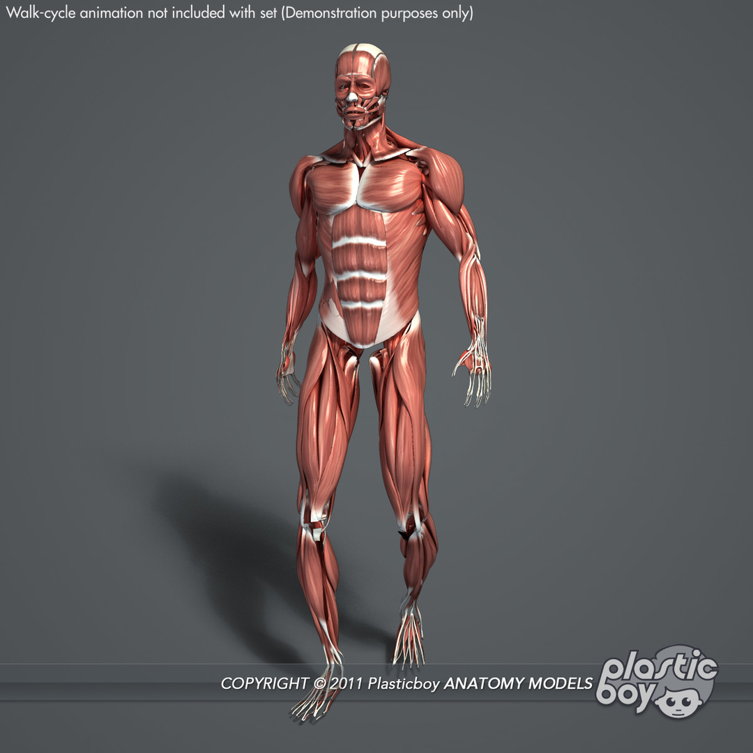Maya Rigged Male Muscular Anatomy