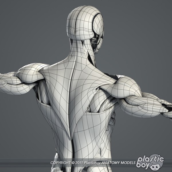 maya rigged male muscular anatomy