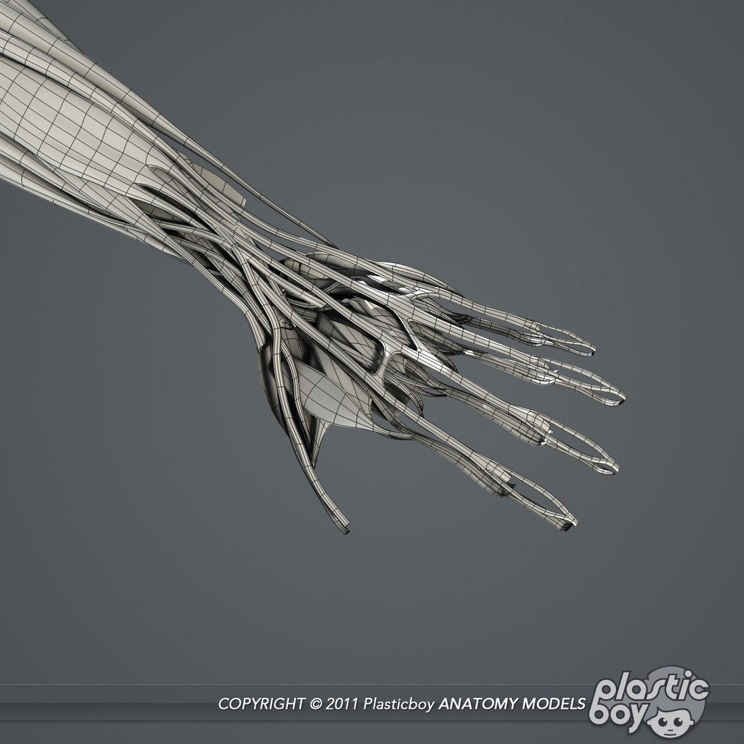 Maya Rigged Male Muscular Anatomy