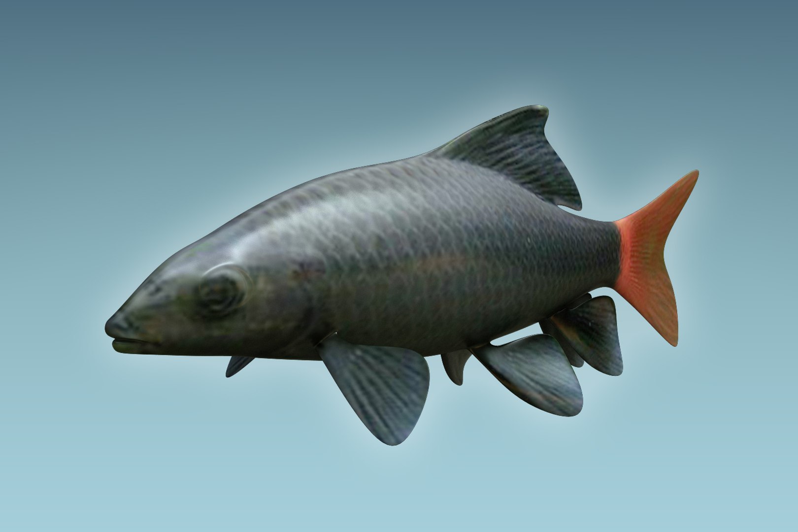 Red Tailed Fish 3D Model - TurboSquid 1200857