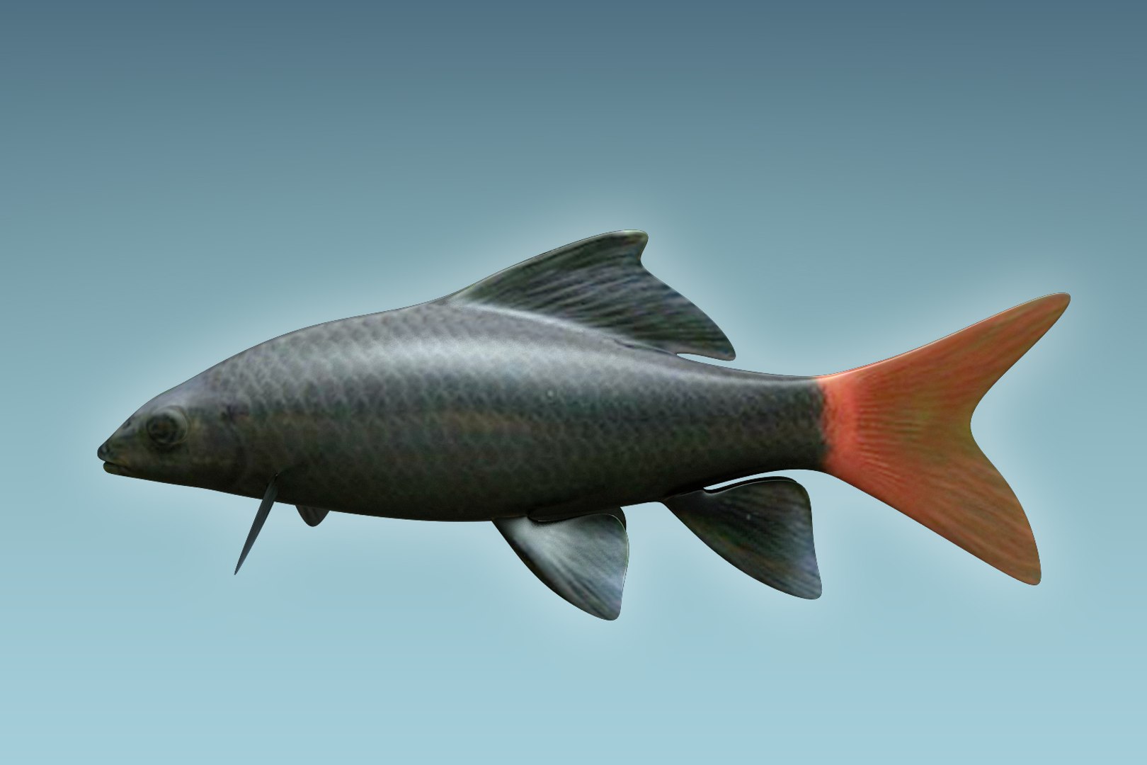 Red Tailed Fish 3D Model - TurboSquid 1200857