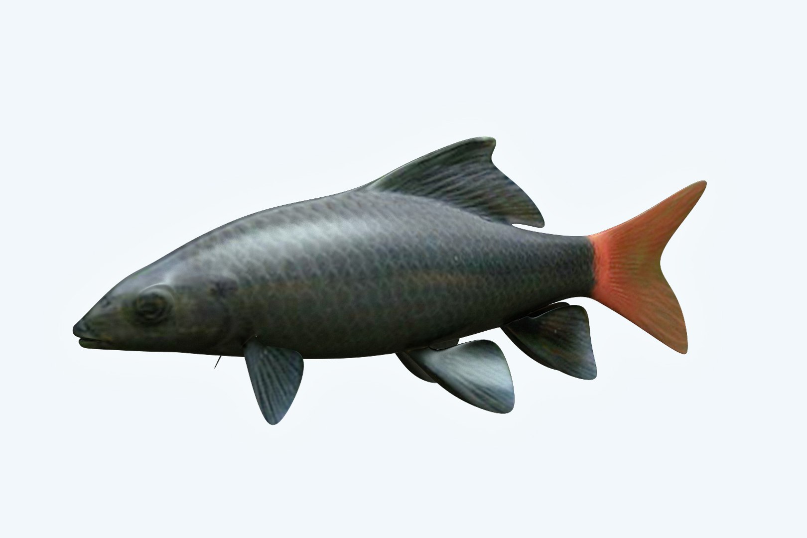 Red Tailed Fish 3D Model - TurboSquid 1200857