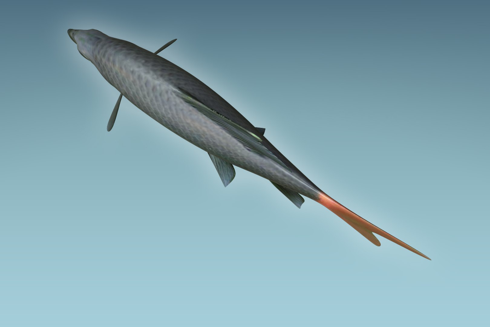 Red Tailed Fish 3D Model - TurboSquid 1200857