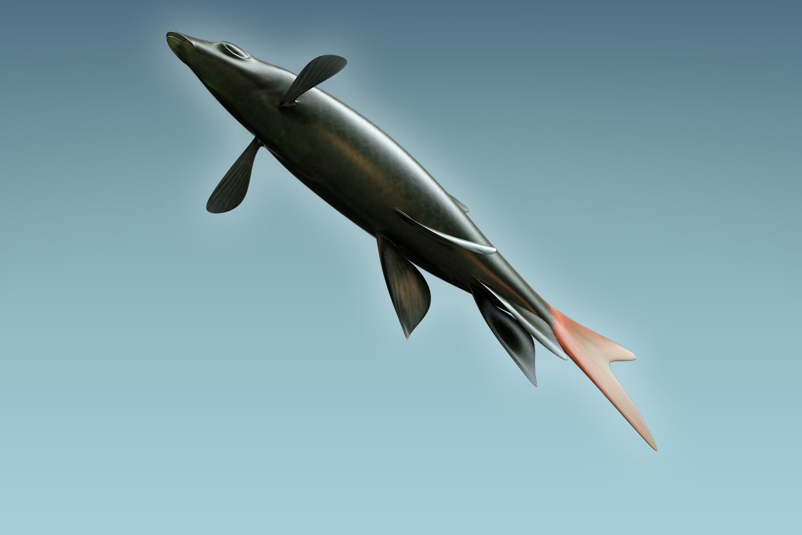 Red Tailed Fish 3D Model - TurboSquid 1200857