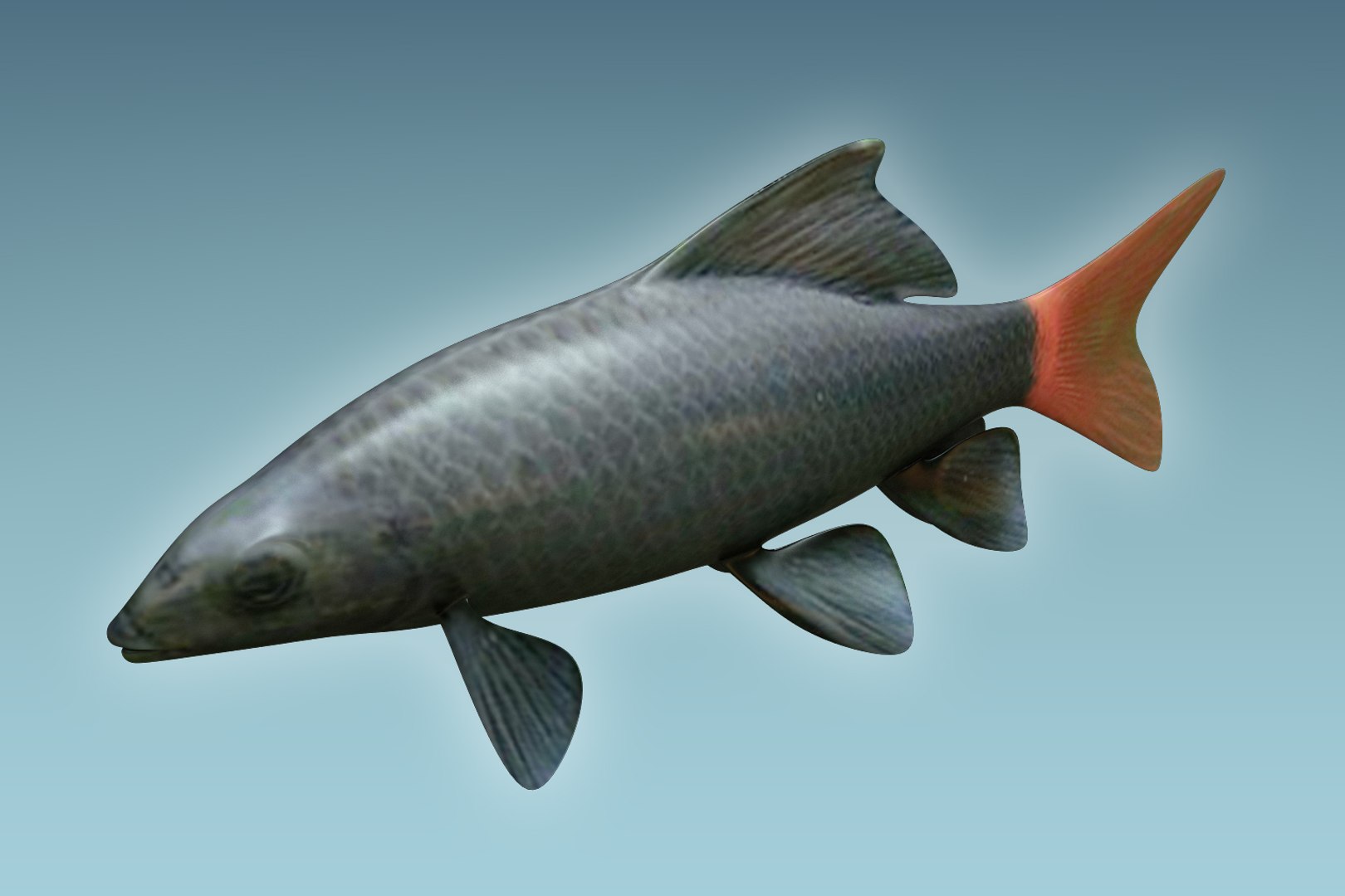 Red Tailed Fish 3D Model - TurboSquid 1200857