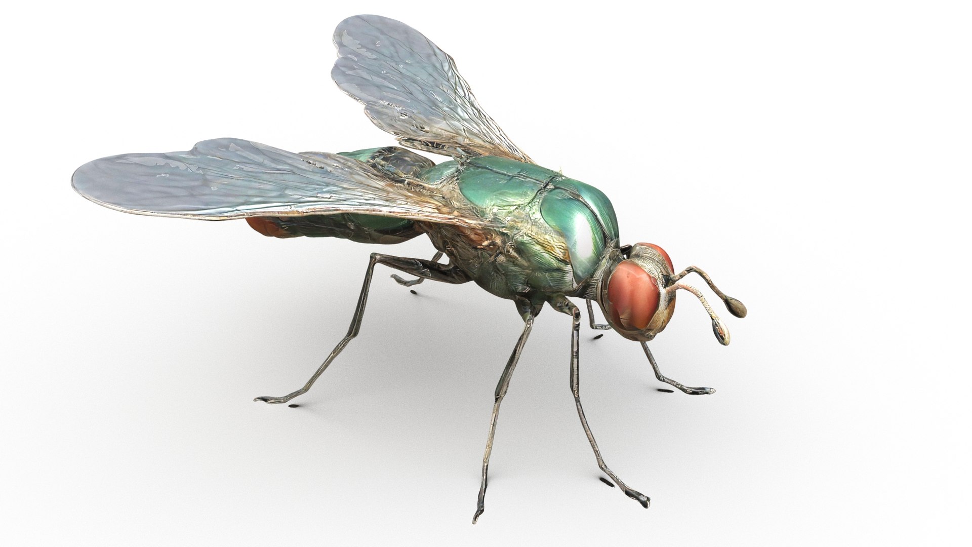 3D Model Insects Pack - TurboSquid 2318624
