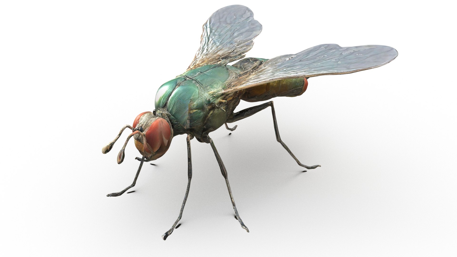 3D Model Insects Pack - TurboSquid 2318624