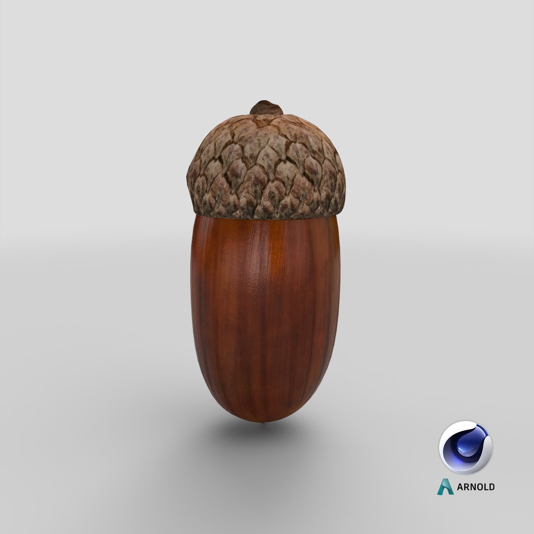 Single Acorn 3D Model - TurboSquid 1297452