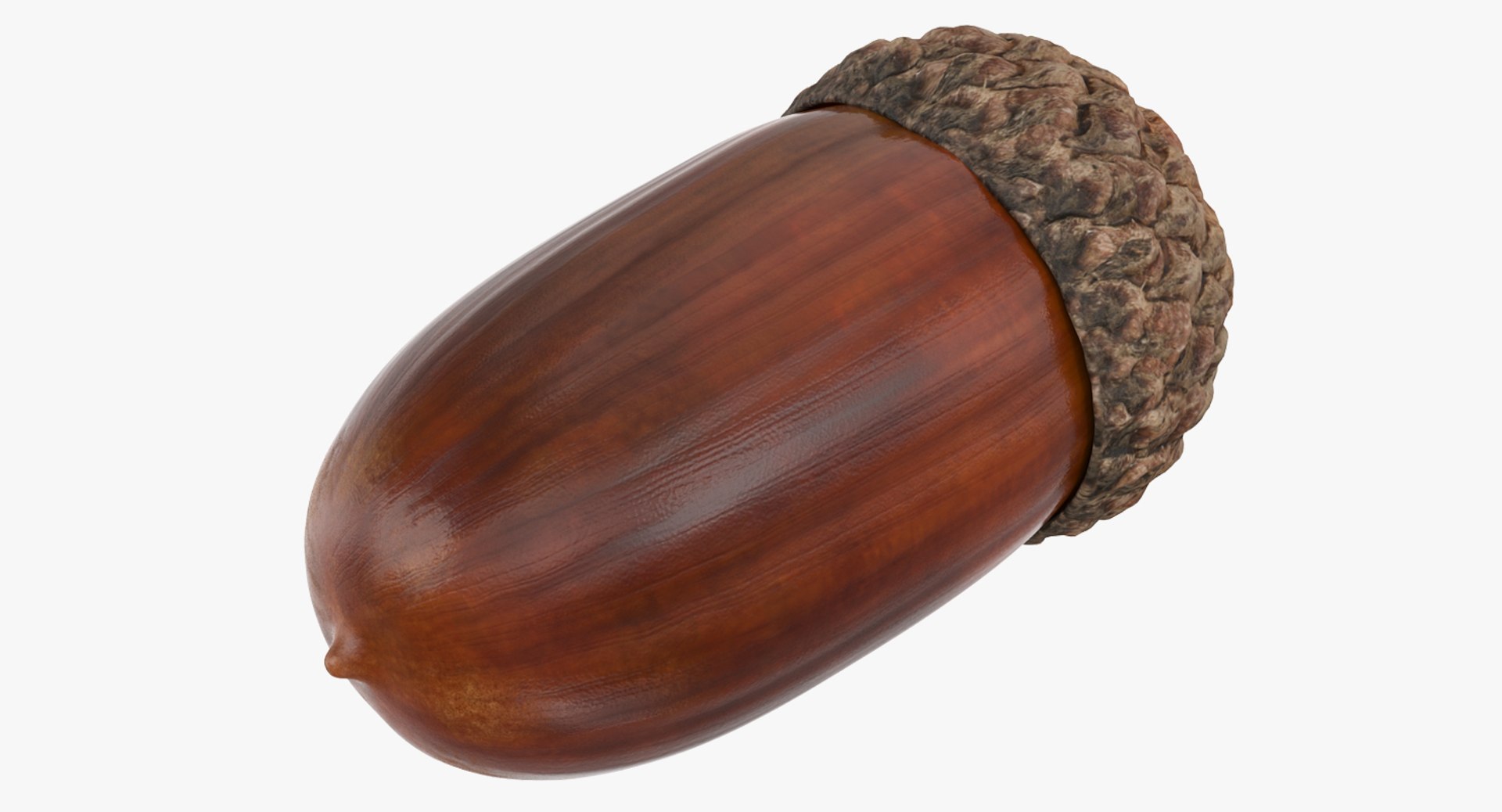 Single acorn 3D model - TurboSquid 1297452