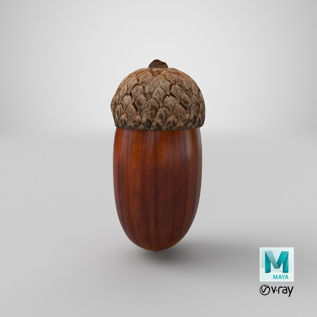 Single acorn 3D model - TurboSquid 1297452