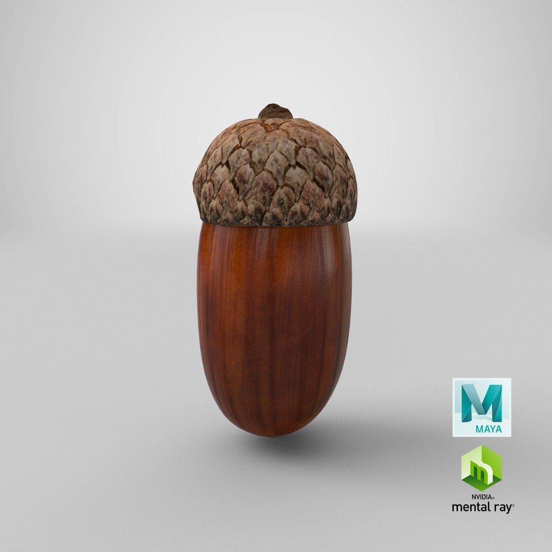 Single acorn 3D model - TurboSquid 1297452