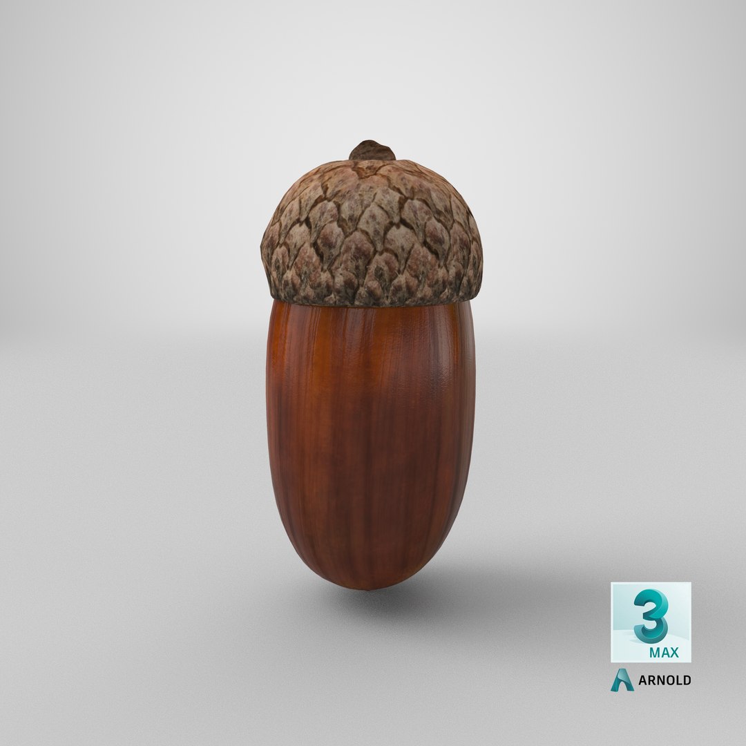 Single acorn 3D model - TurboSquid 1297452
