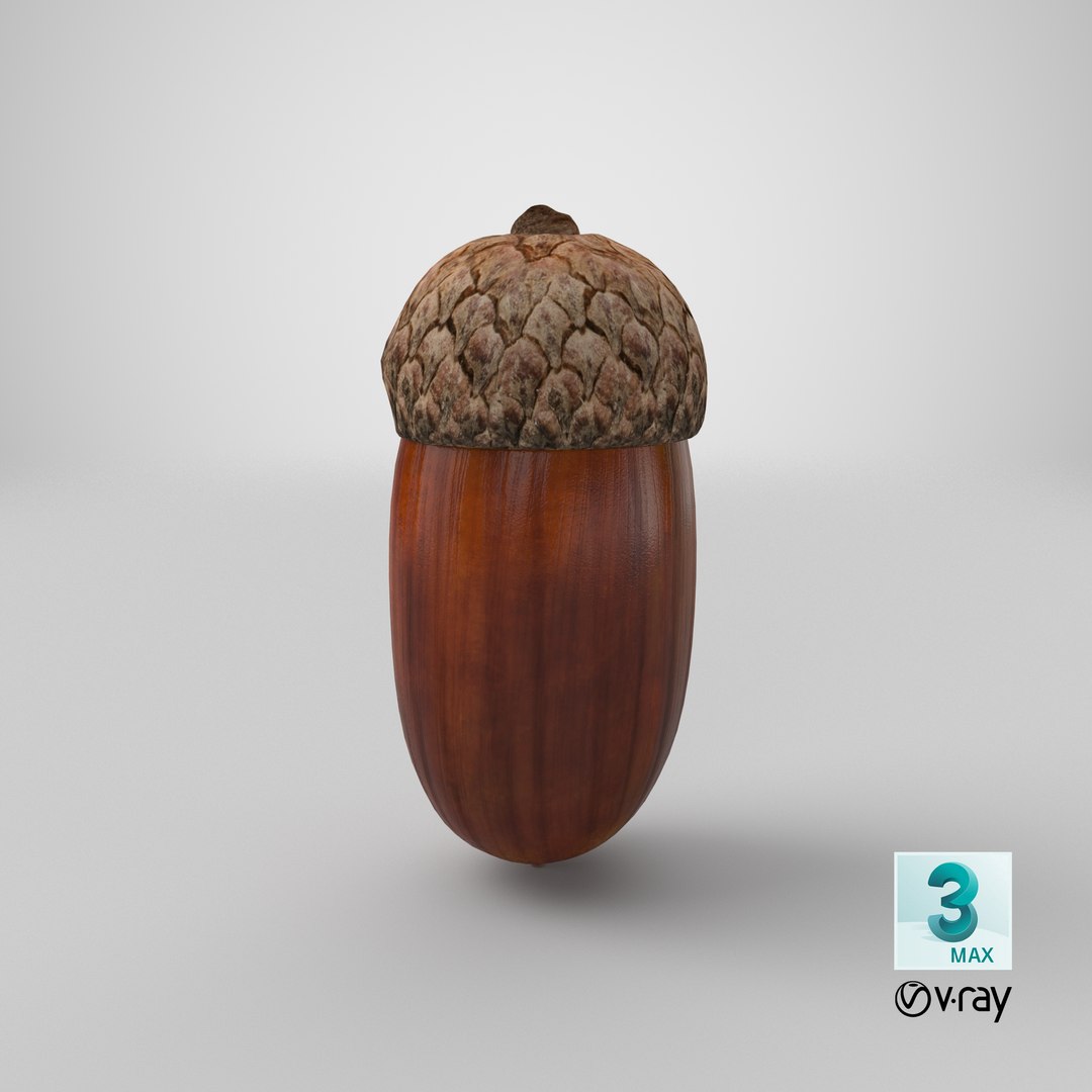 Single acorn 3D model - TurboSquid 1297452